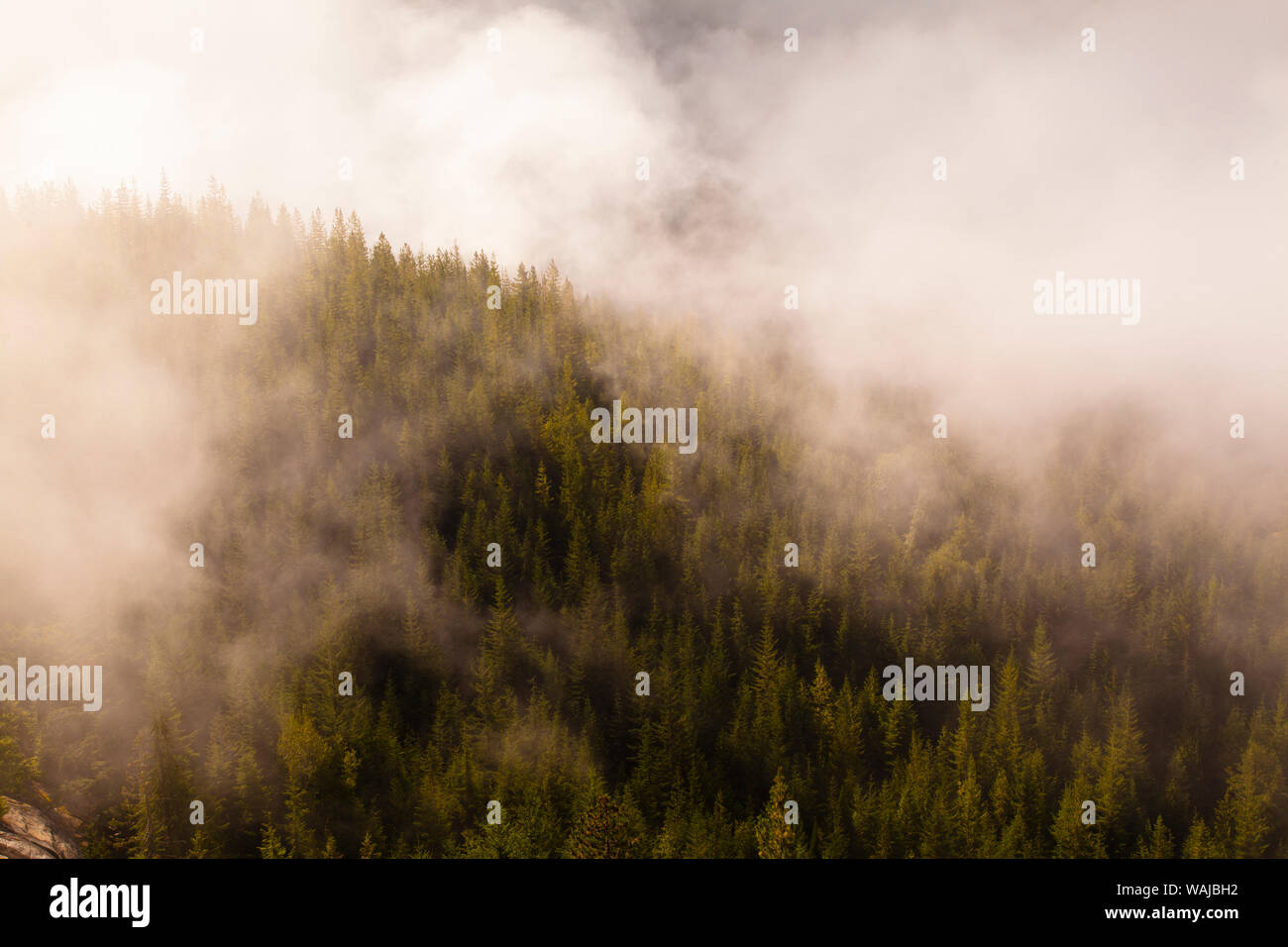 Mist over the trees in Squamish, British Columbia, Canada Stock Photo ...