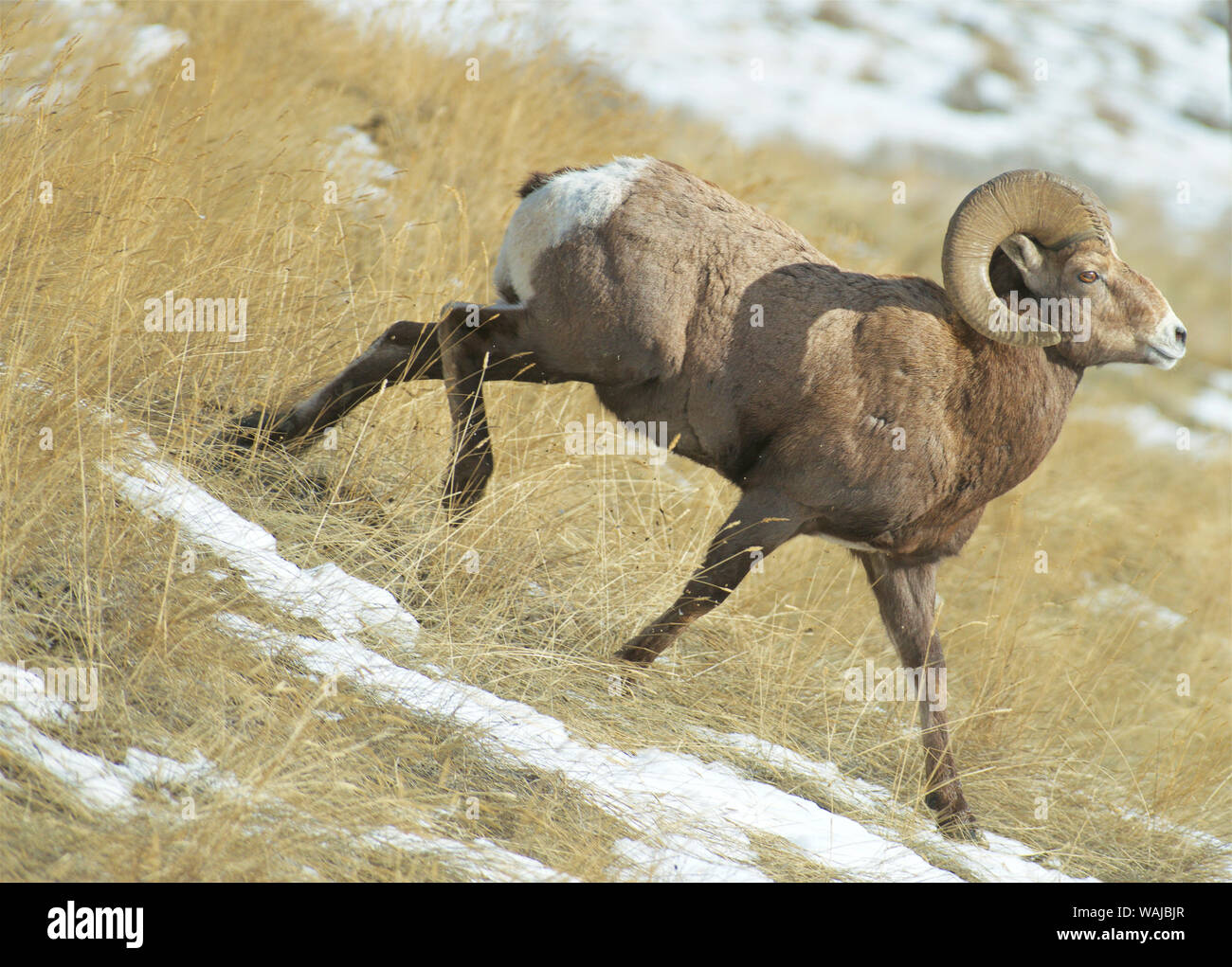 Rocky mountain bighorn sheep ram hi-res stock photography and images ...