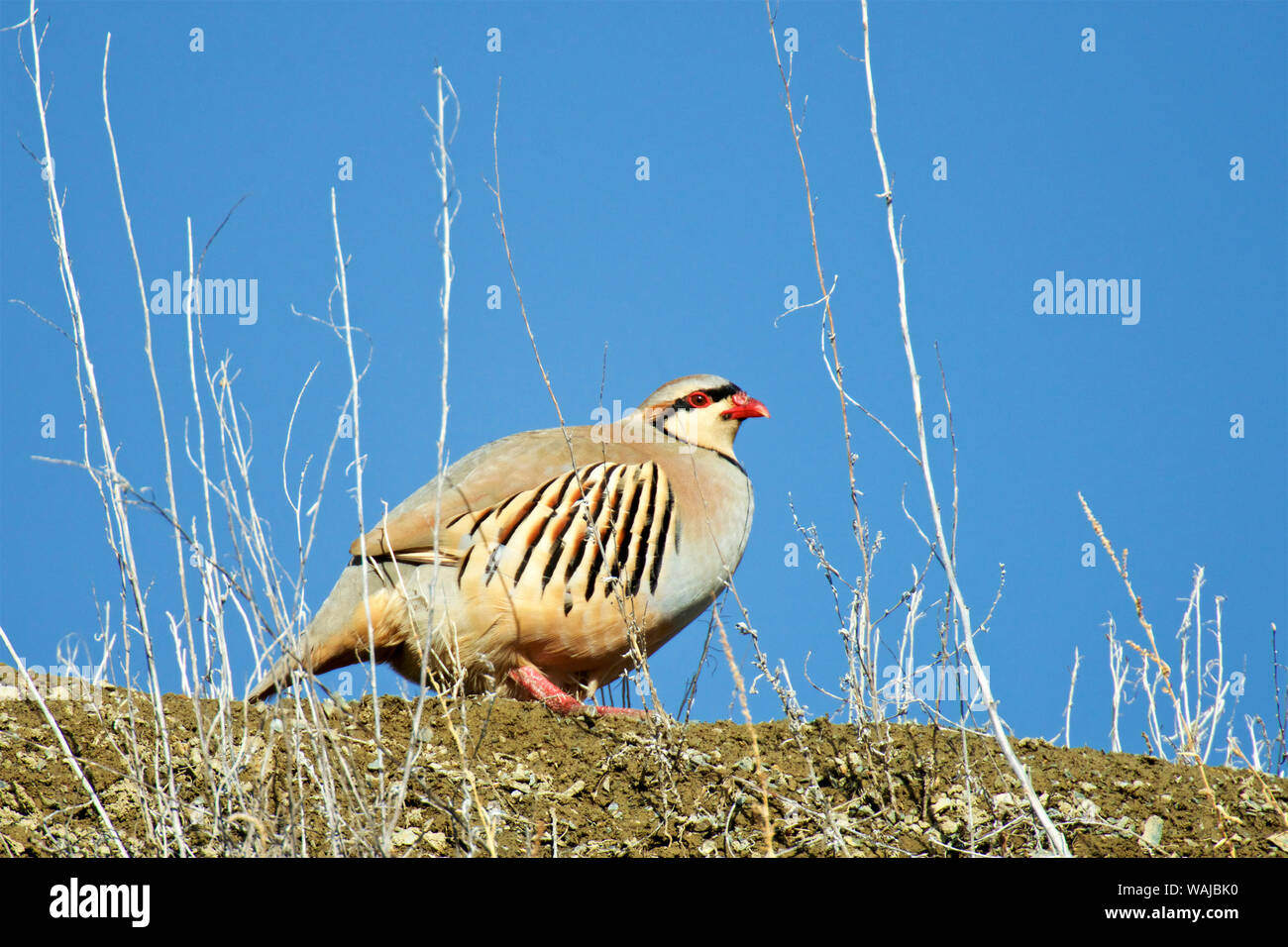 Native of southern Eurasia, the Chukar Partridge was introduced to ...