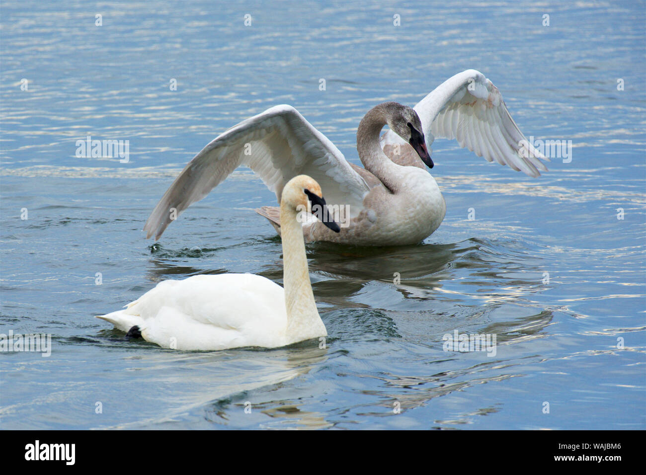 Trumpeter swan (Cygnus buccinator) on river in winter. Formerly ...