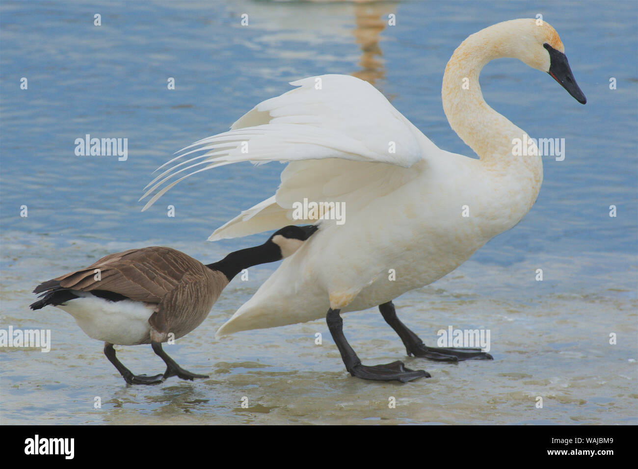 Trumpeter swan (Cygnus buccinator) on river in winter. Formerly ...