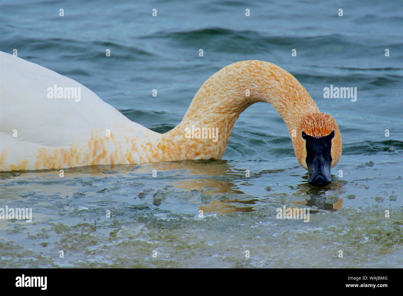 Trumpeter swan (Cygnus buccinator) on river in winter. Formerly ...