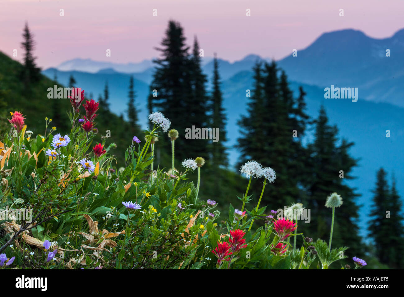 Subalpine wildflowers hi-res stock photography and images - Alamy