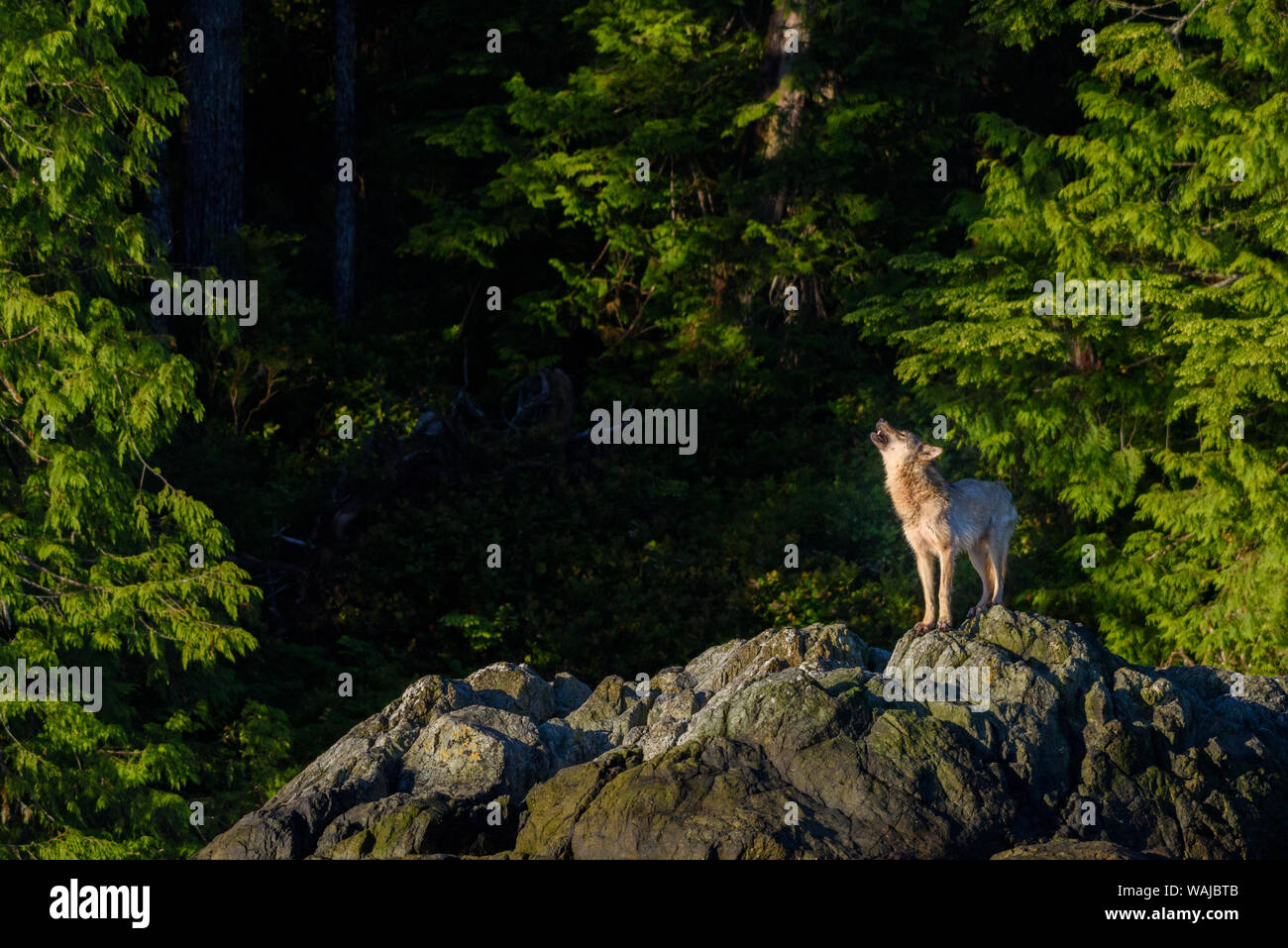 Canada, British Columbia, Tofino. Coastal wolf in the intertidal zone ...