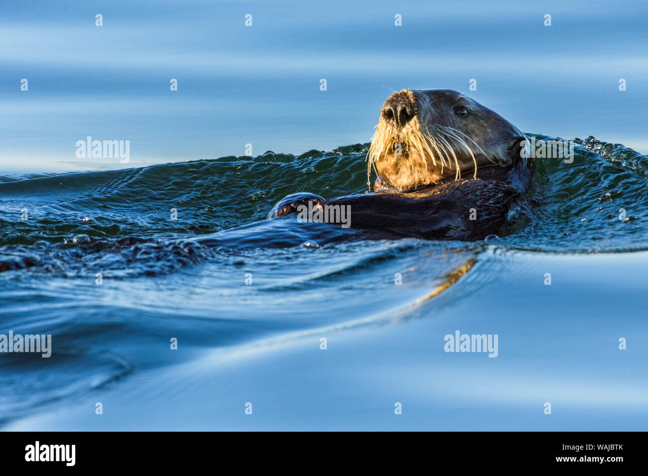 Canada, British Columbia. Sea otter in Clayoquot Sound Stock Photo - Alamy