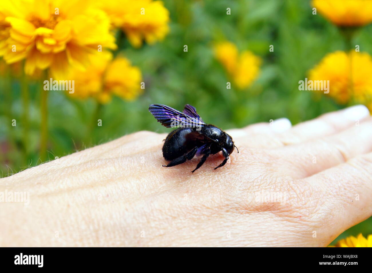 Carpenter Bee Size