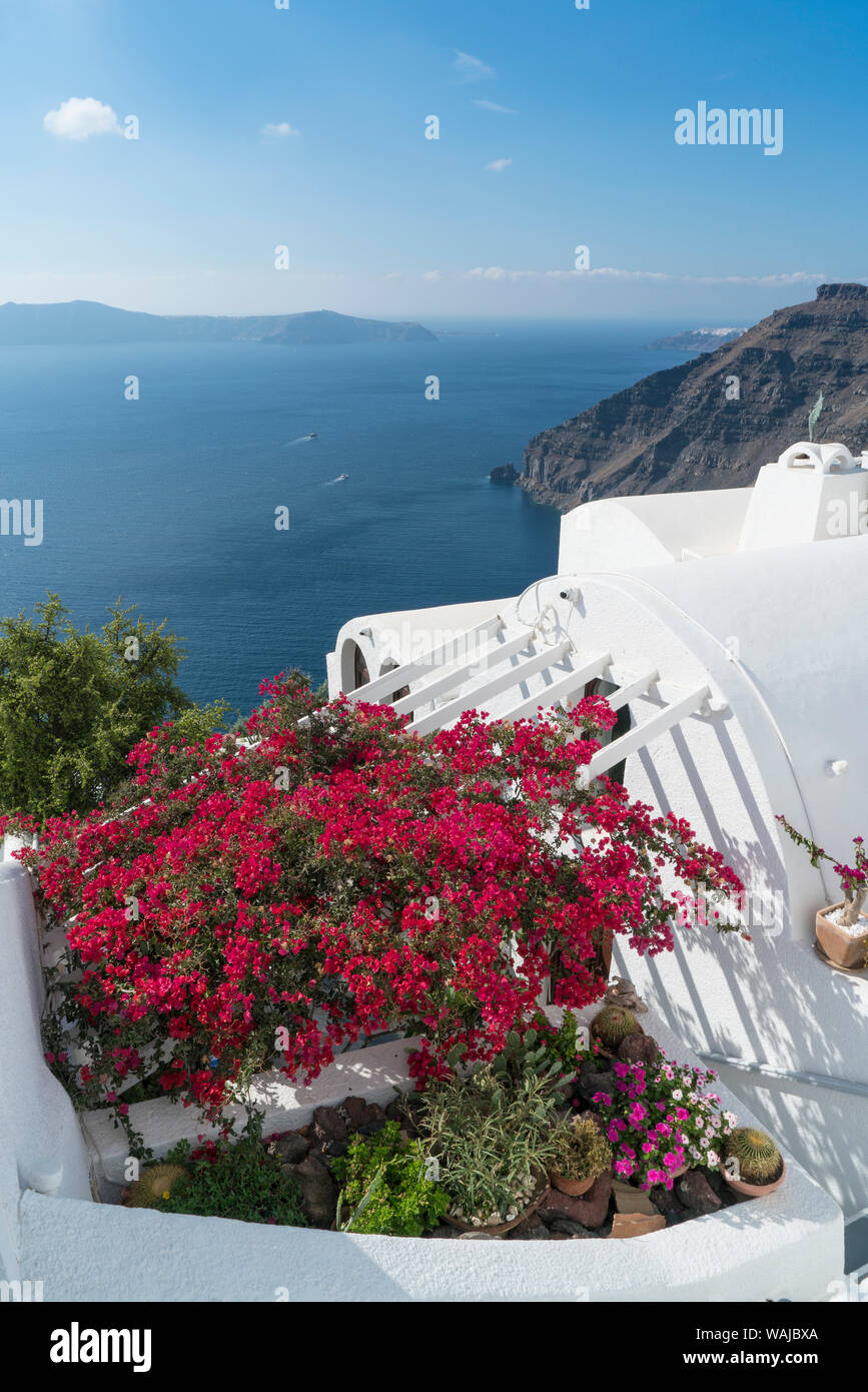 Greece, Santorini, Thera, (Fira). Garden and bougainvillea of a home ...