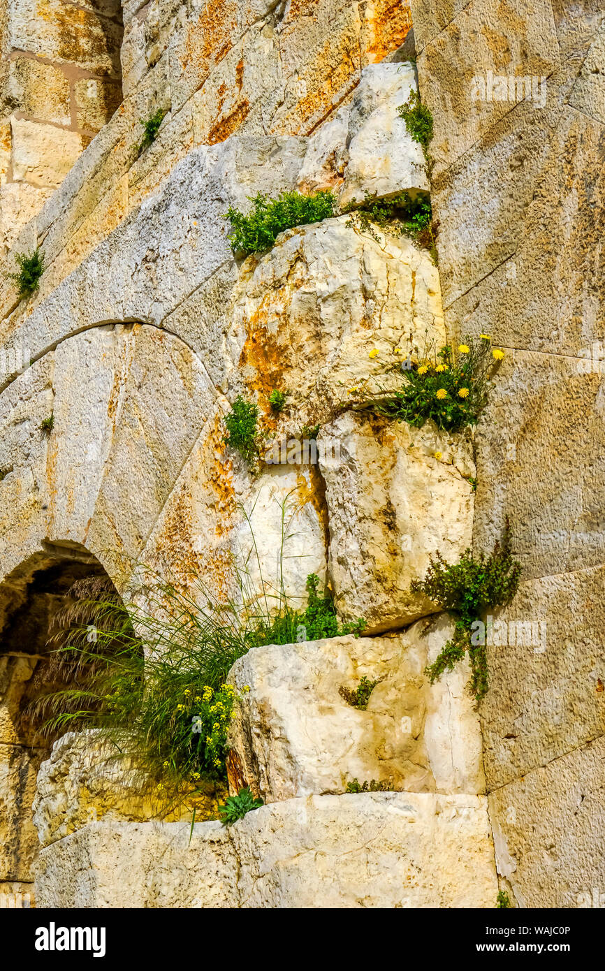 Yellow flowers Odeon of Herodes Atticus, Acropolis, Athens, Greece ...