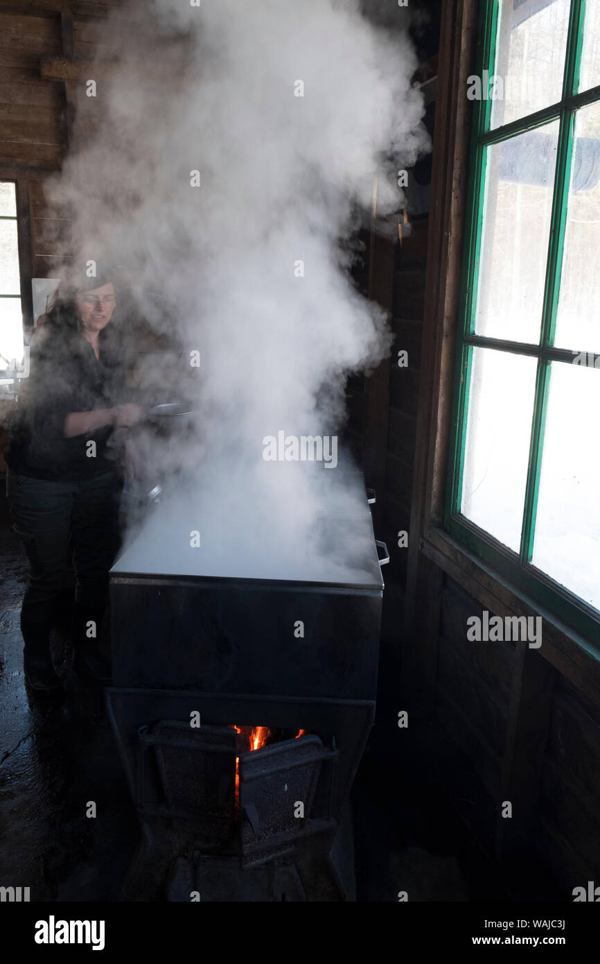Boiling maple sap to make maple syrup in sugar shack at Morgan ...