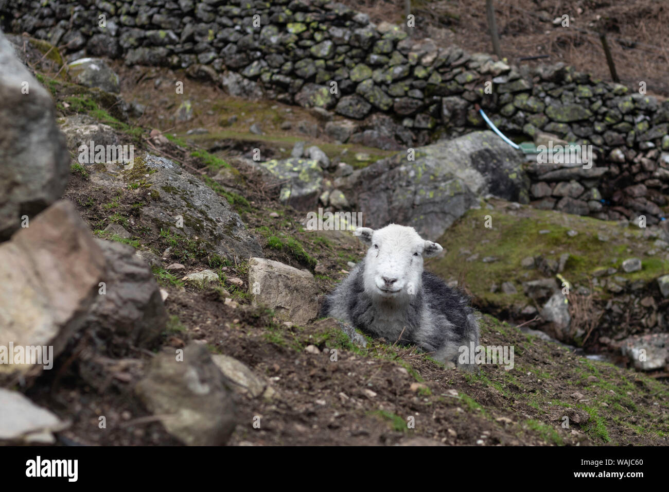 Shepherd with rod and staff hi-res stock photography and images - Alamy