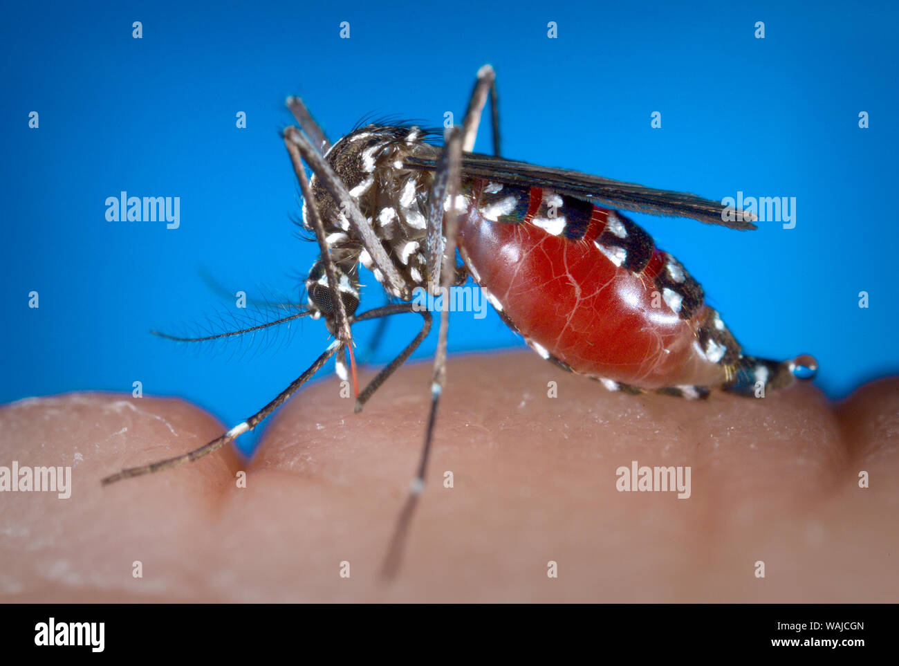 Blood engorged hi-res stock photography and images - Alamy