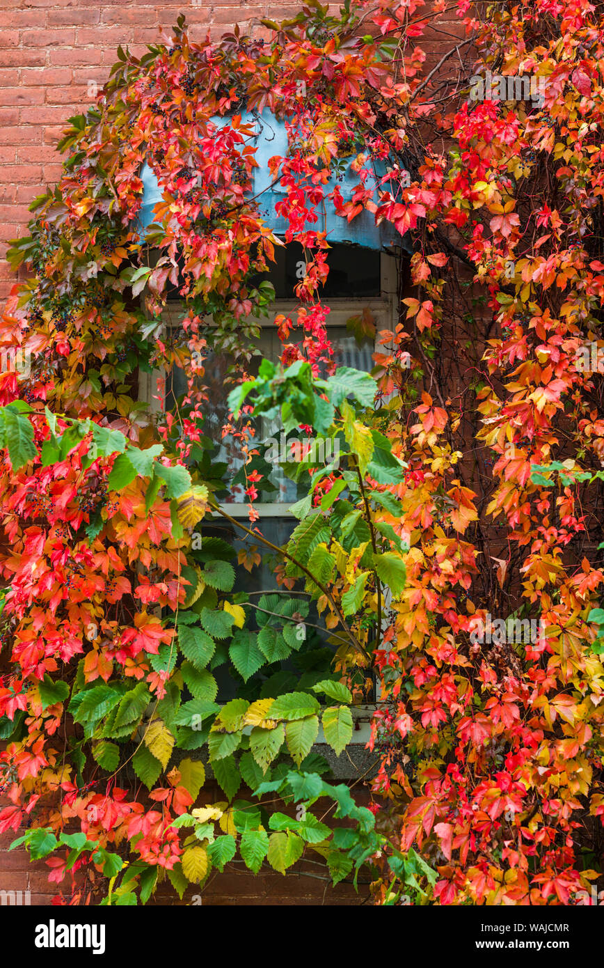 Vine covered house hi-res stock photography and images - Alamy