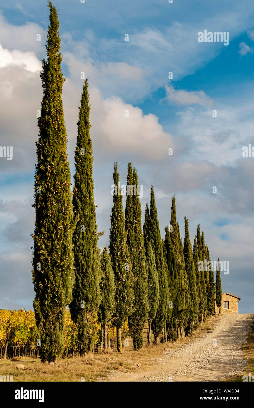 Row of pine trees hi-res stock photography and images - Alamy