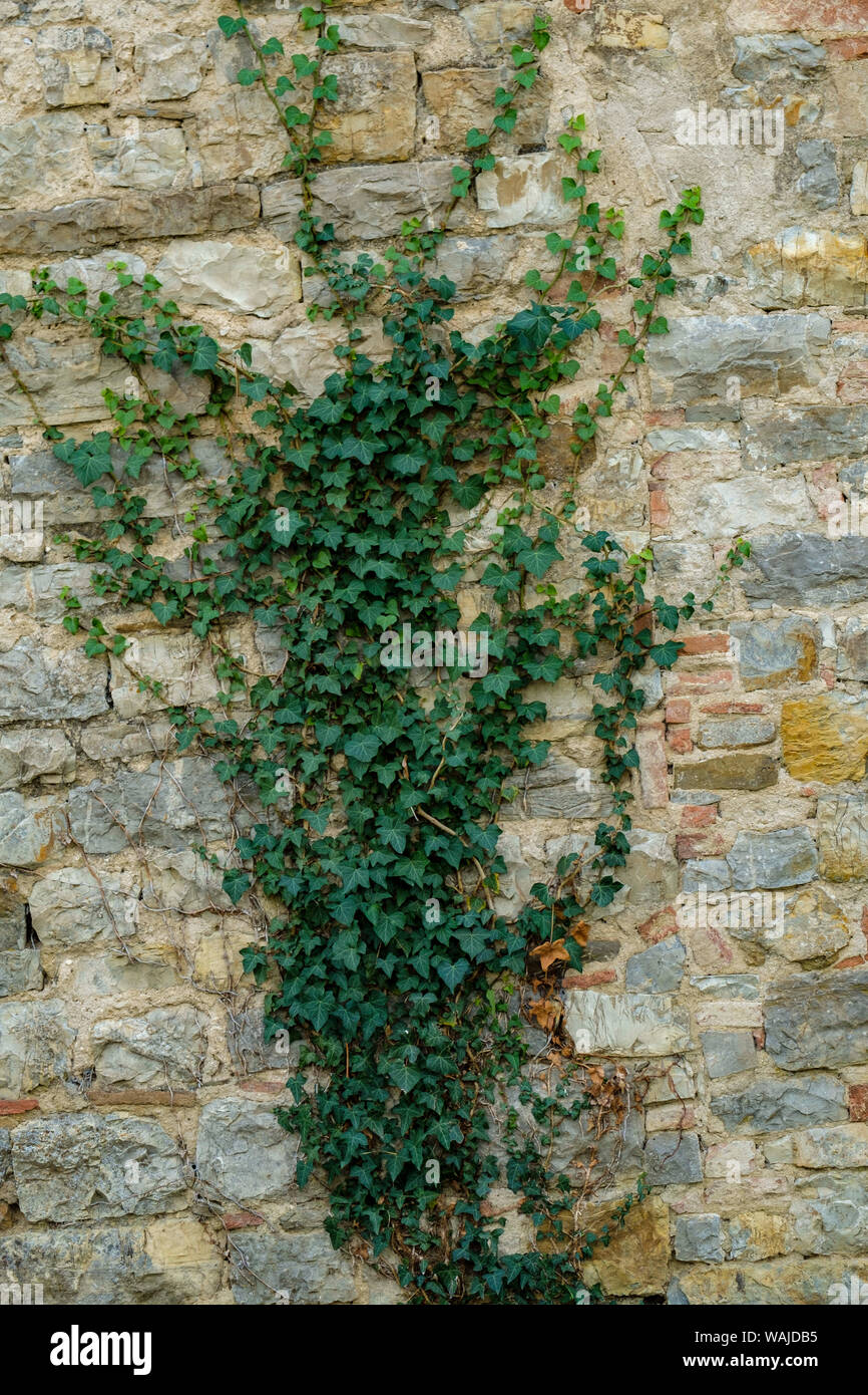 Ivy creeping up wall Stock Photo - Alamy