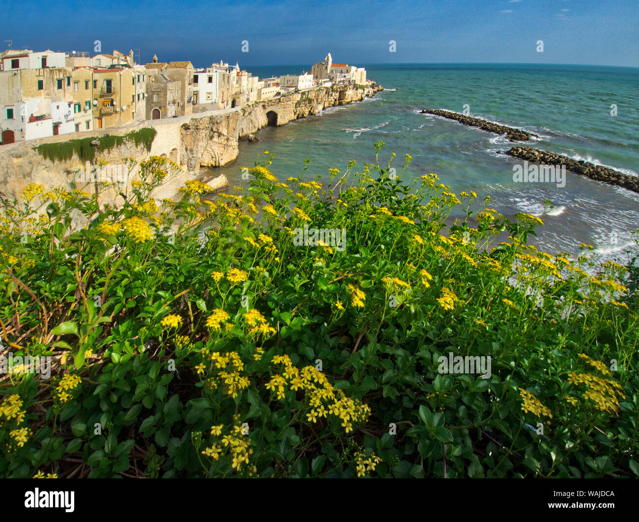 Old town of Vieste cityscape with medieval church at the tip of the ...
