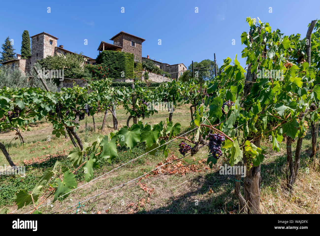 Bunches of grapes in the vineyards below the medieval village of ...