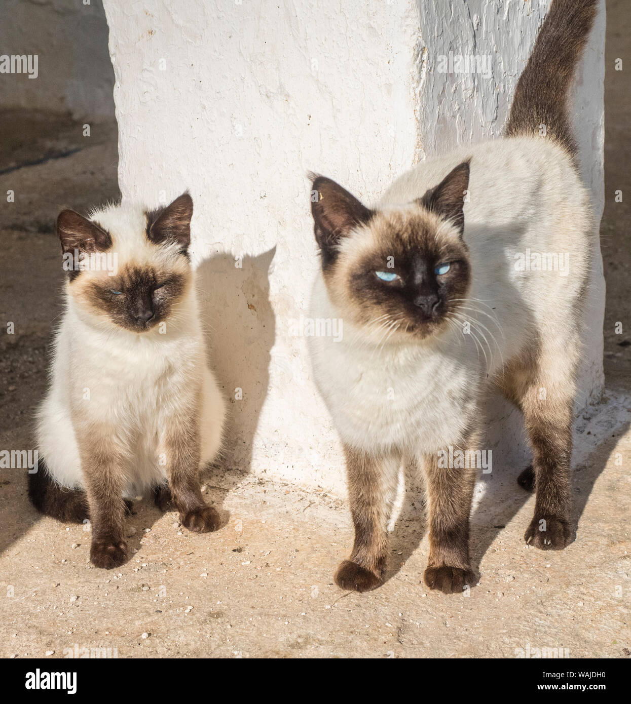 Farmhouse cat hi-res stock photography and images - Alamy