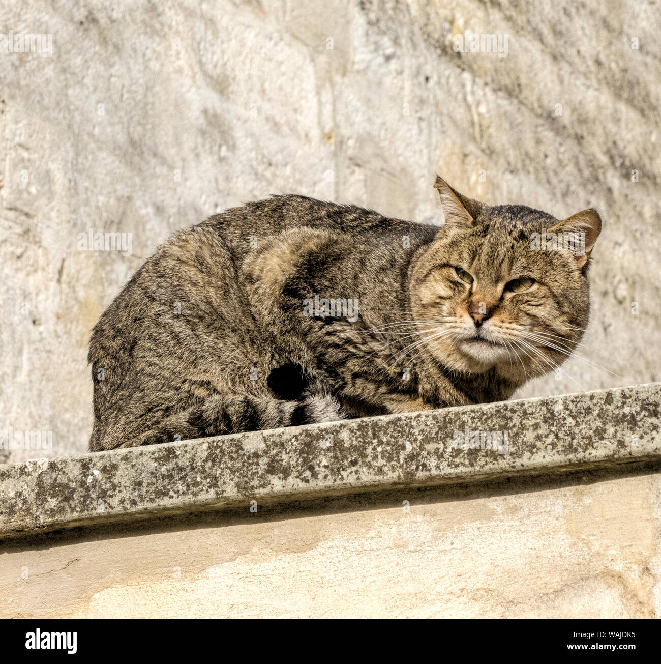 Roaming cats hi-res stock photography and images - Alamy