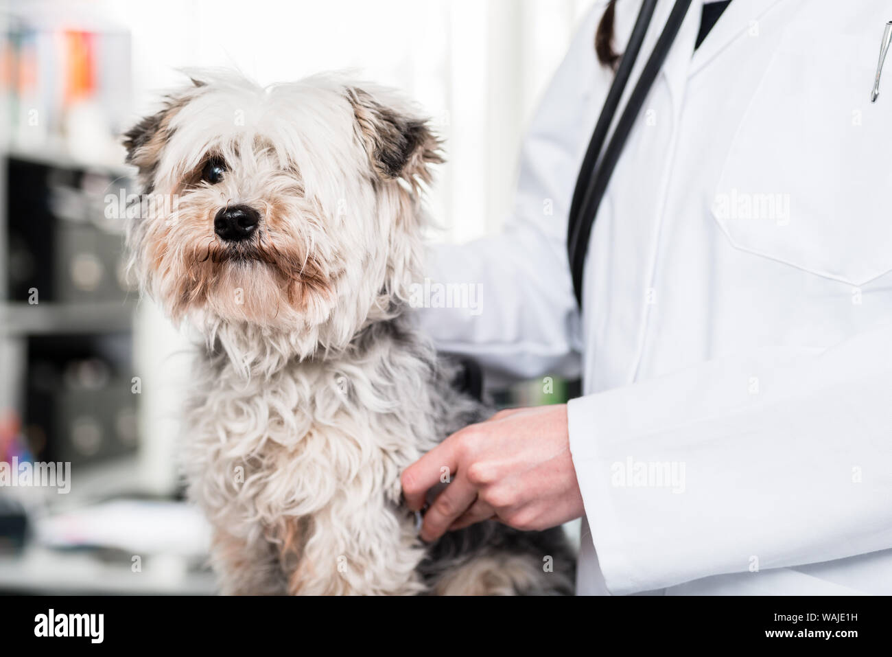 Close up sick dog hi-res stock photography and images - Alamy