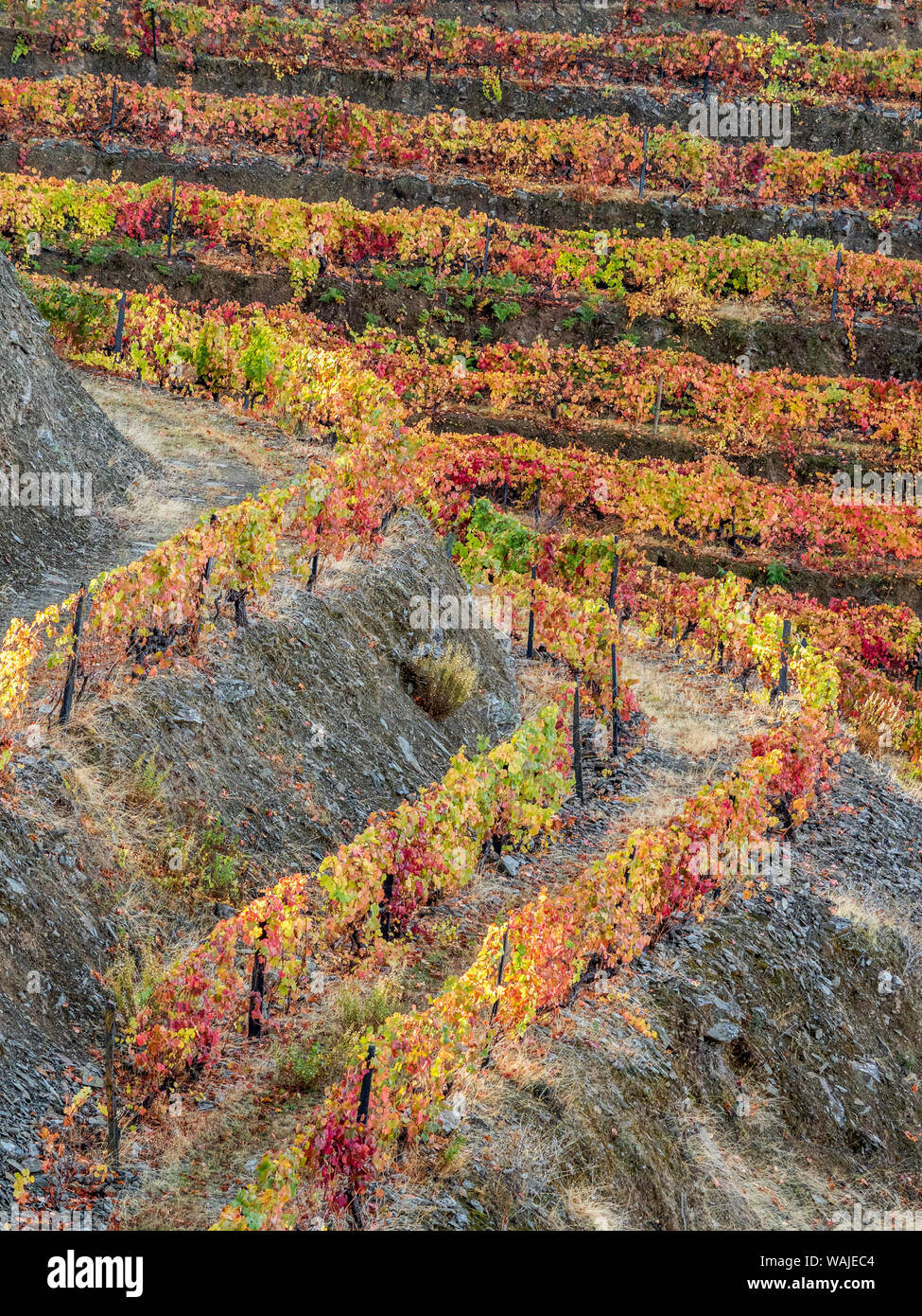 Europe, Portugal, Douro Valley. The vineyards in autumn on terraced ...