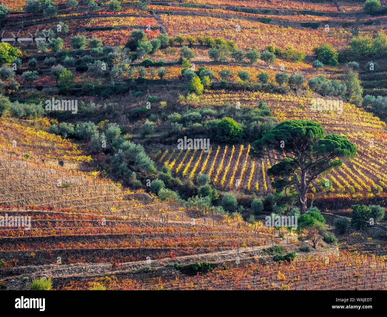 Europe, Portugal, Douro Valley. The vineyards in autumn on terraced ...