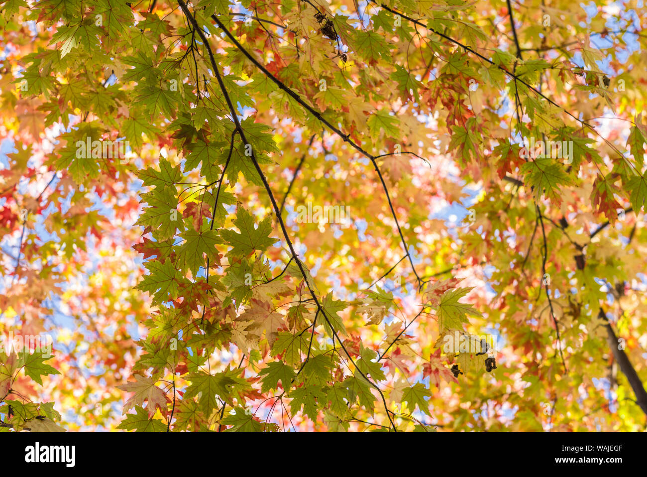 Square leaves hi-res stock photography and images - Alamy