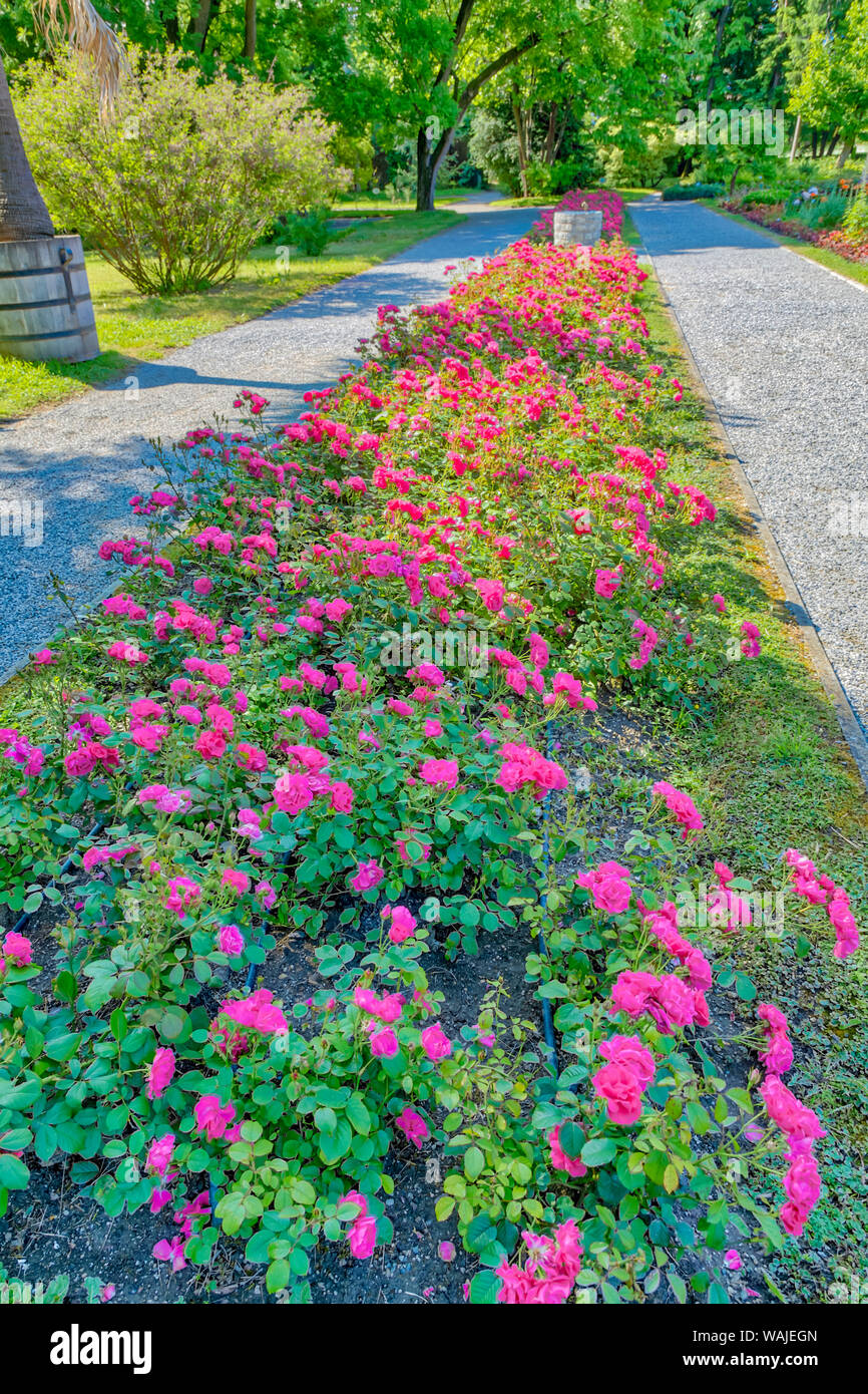 Rose garden beds hi-res stock photography and images - Alamy