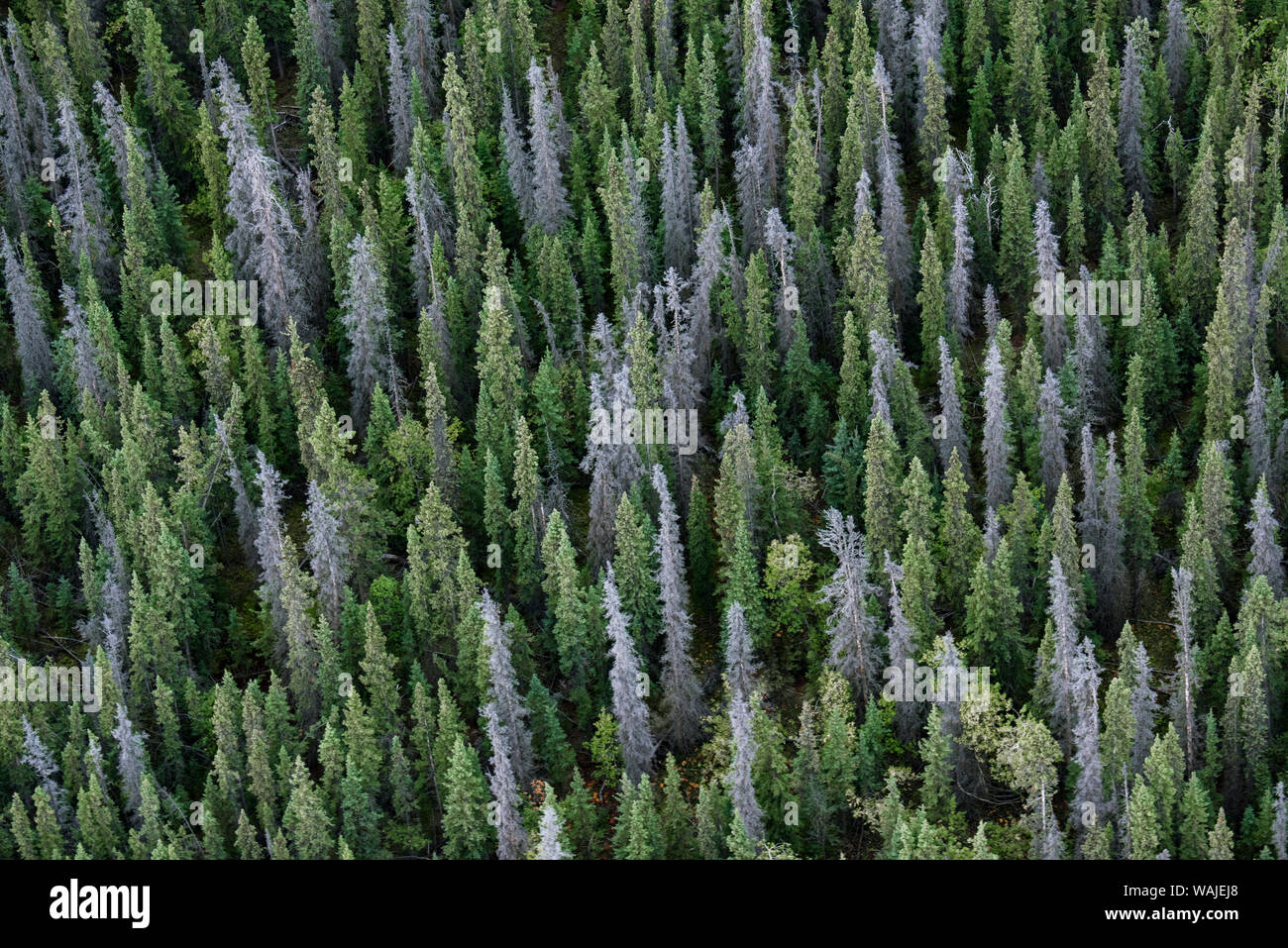 Canada, Yukon, Kluane National Park. Mix of living and dead white ...
