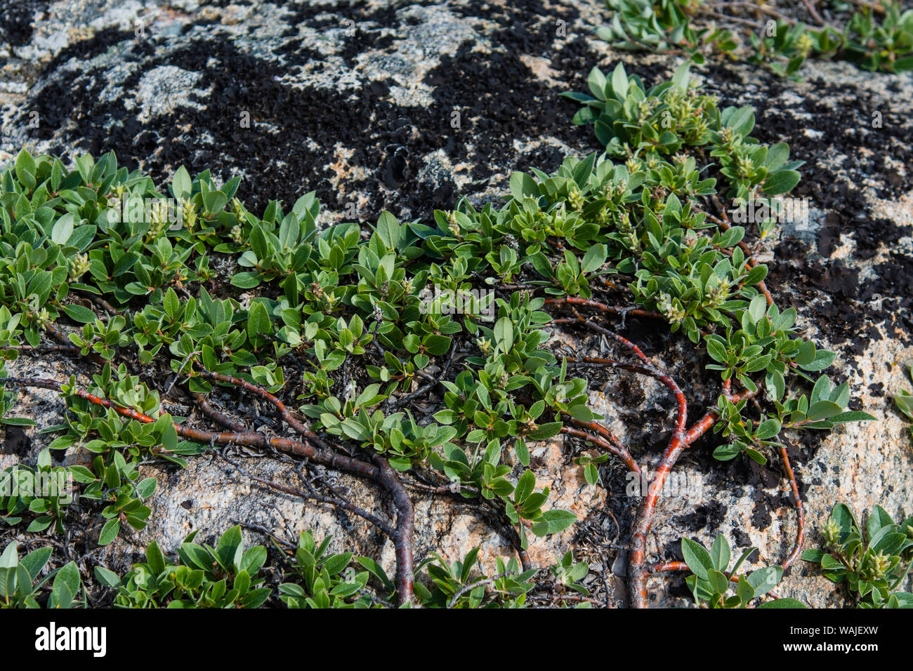 Dwarf willow tree hi-res stock photography and images - Alamy