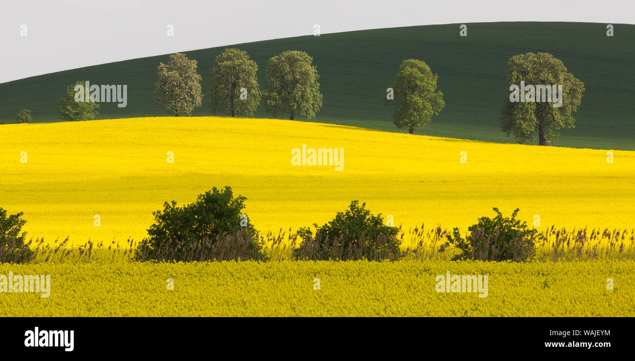 Farm and field of canola hi-res stock photography and images - Alamy