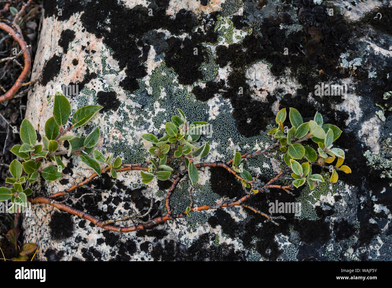 Greenland. Eqip Sermia. Dwarf willow growing on a lichen-covered rock ...