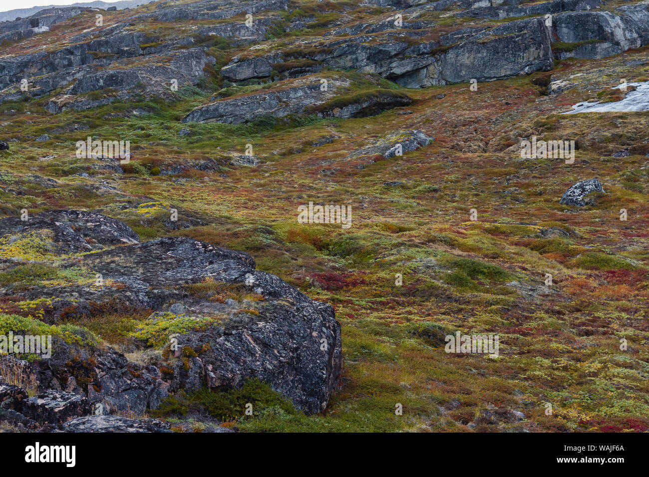 Greenland. Eqip Sermia. Rocks and tundra Stock Photo - Alamy