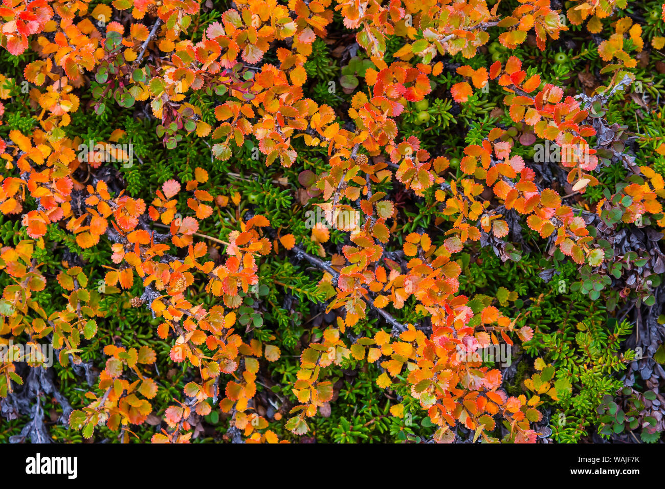Greenland. Eqip Sermia. Dwarf birch in fall color Stock Photo - Alamy