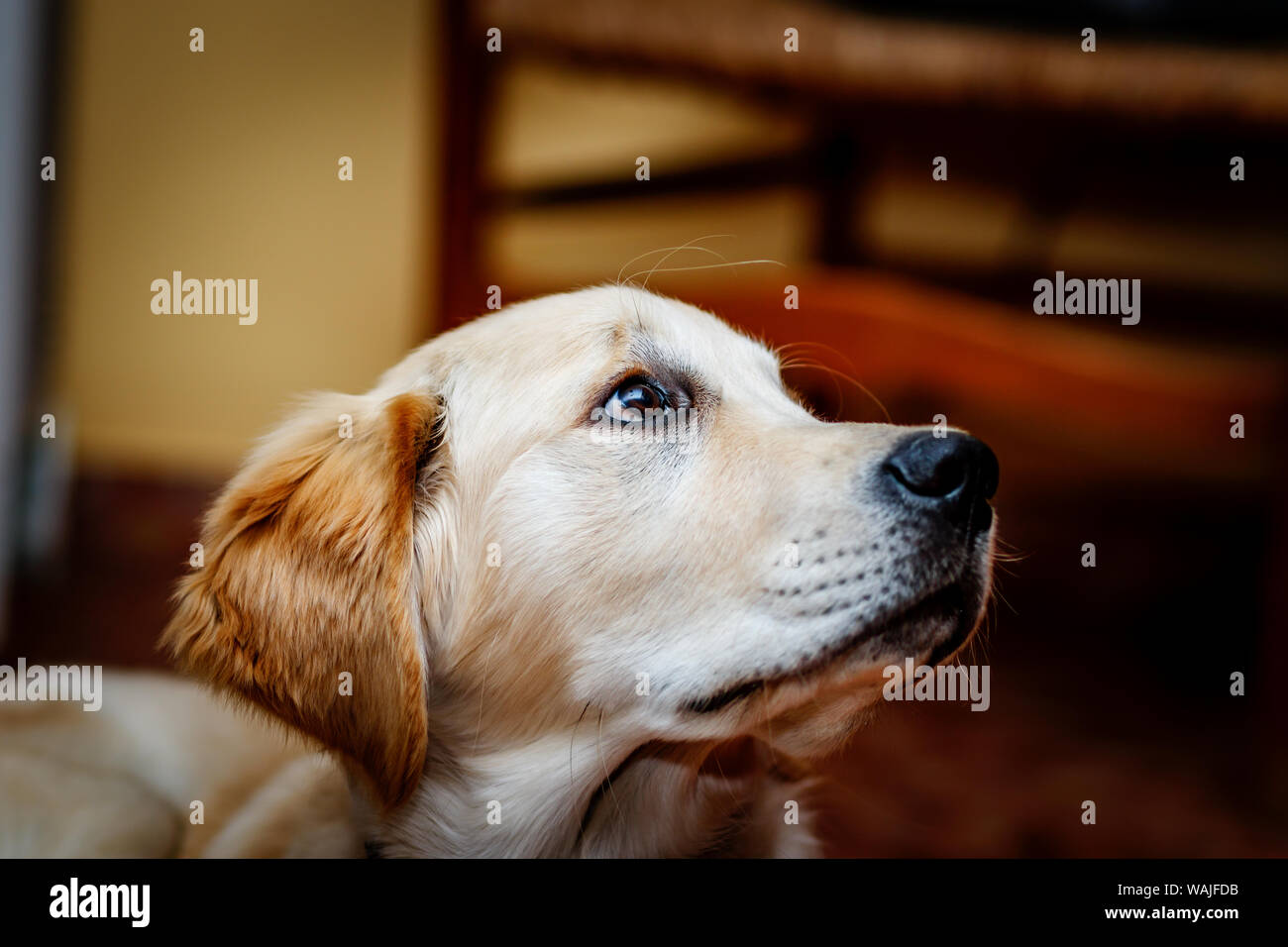 Golden hairy dog hi-res stock photography and images - Alamy