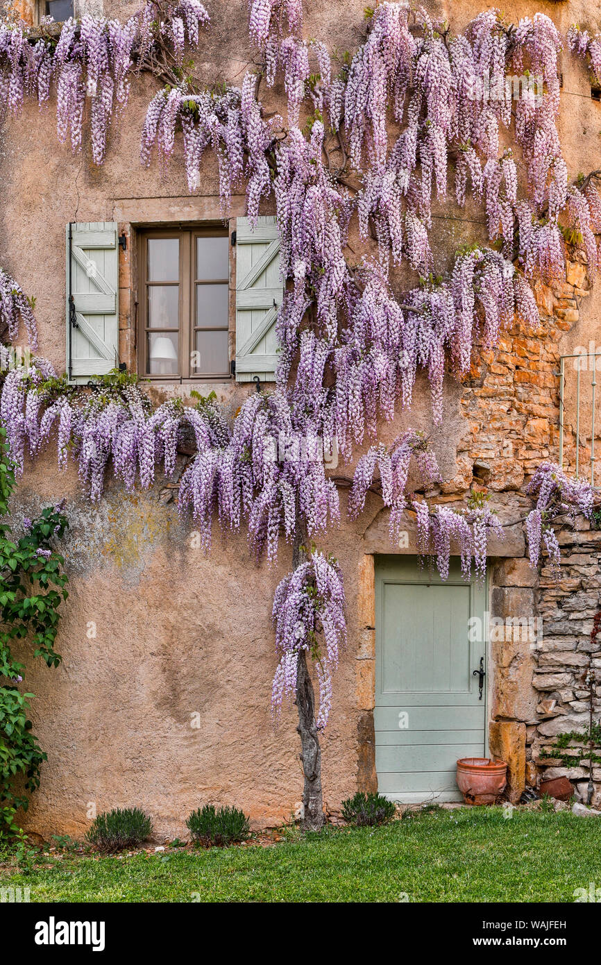 France, La Garrigue. Mas de Garrigue, wisteria growing on a turret of ...