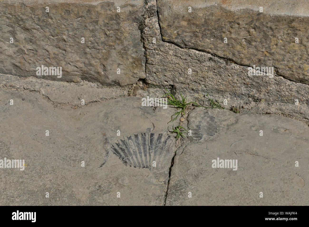 France, Rocamadour. Scallop shell, a symbol of pilgrims on the Way of ...
