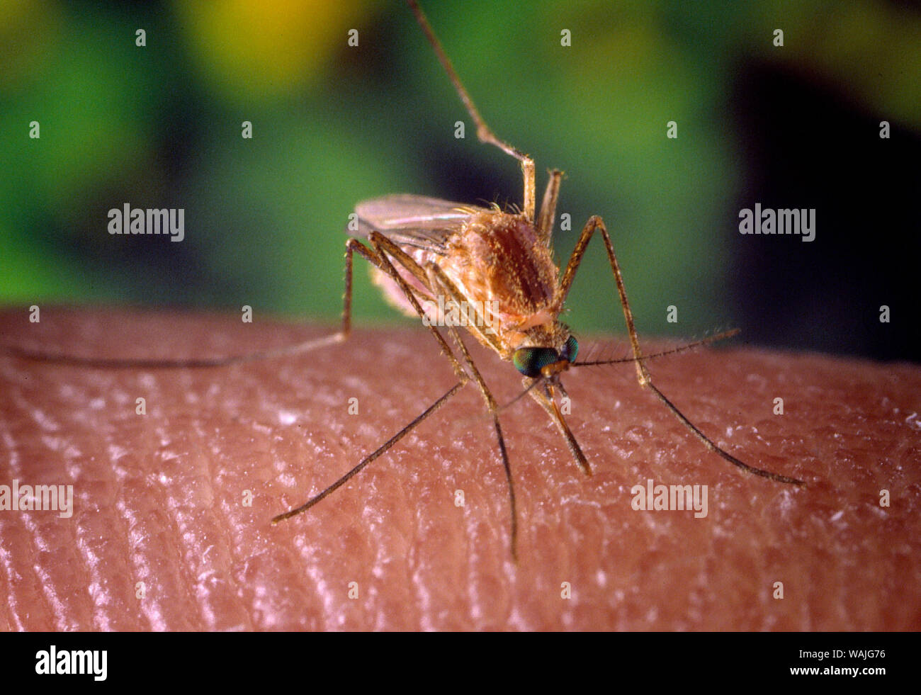 Culex quinquefasciatus mosquito hi-res stock photography and images - Alamy