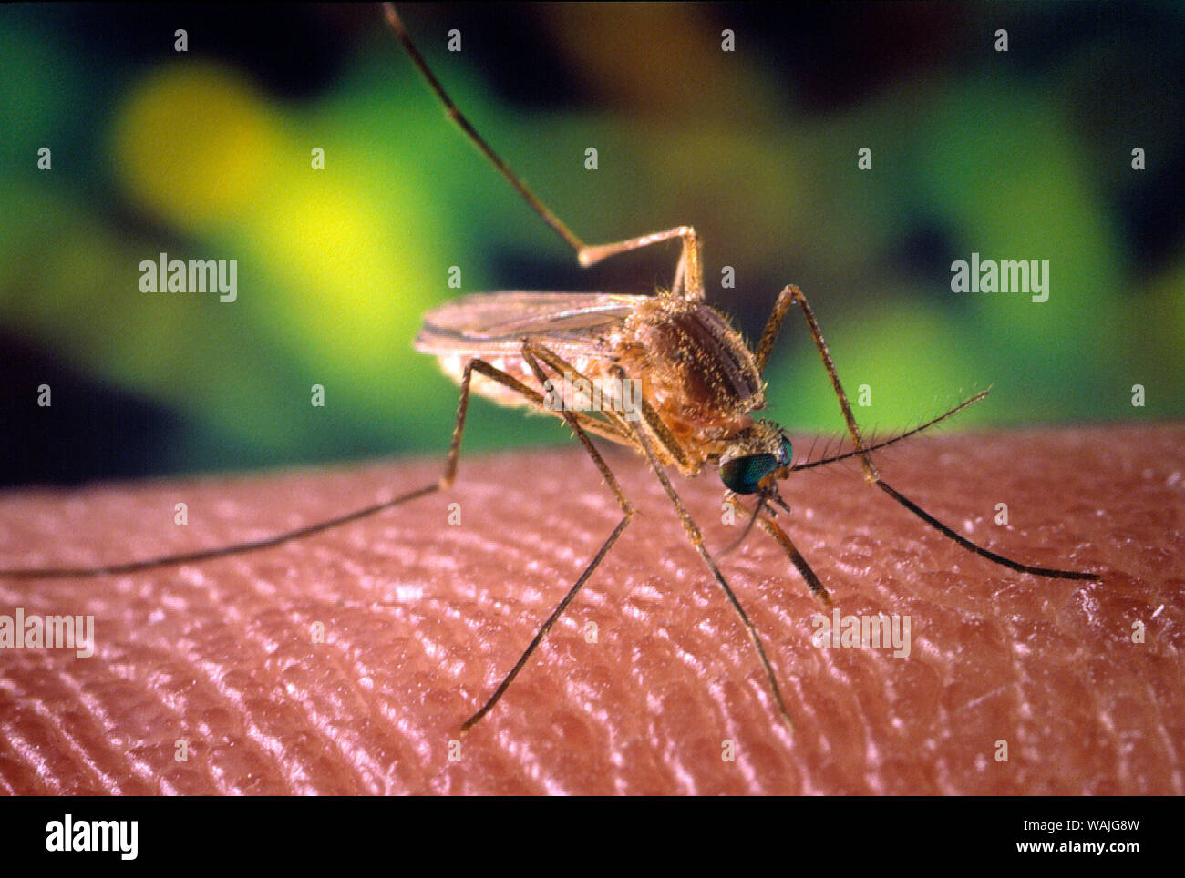Close up of culex quinquefasciatus hi-res stock photography and images ...