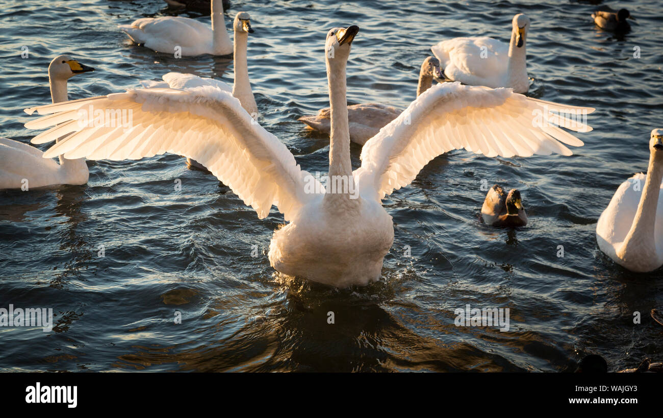 Backlit gallery hi-res stock photography and images - Alamy