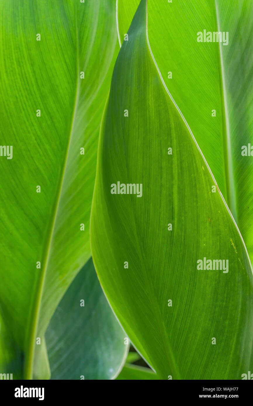 Canna leaf hi-res stock photography and images - Alamy