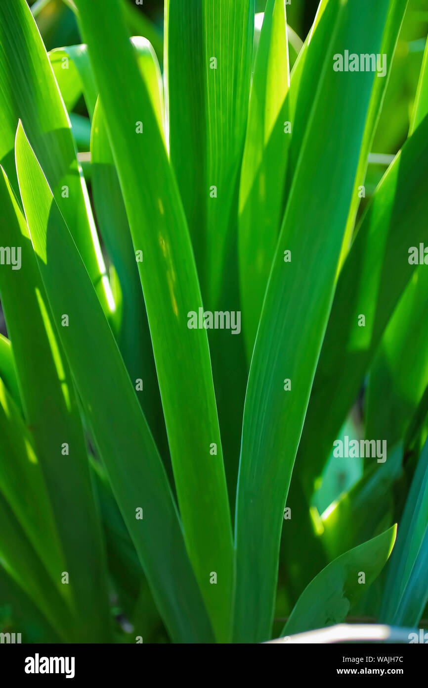 Iris leaves hi-res stock photography and images - Alamy