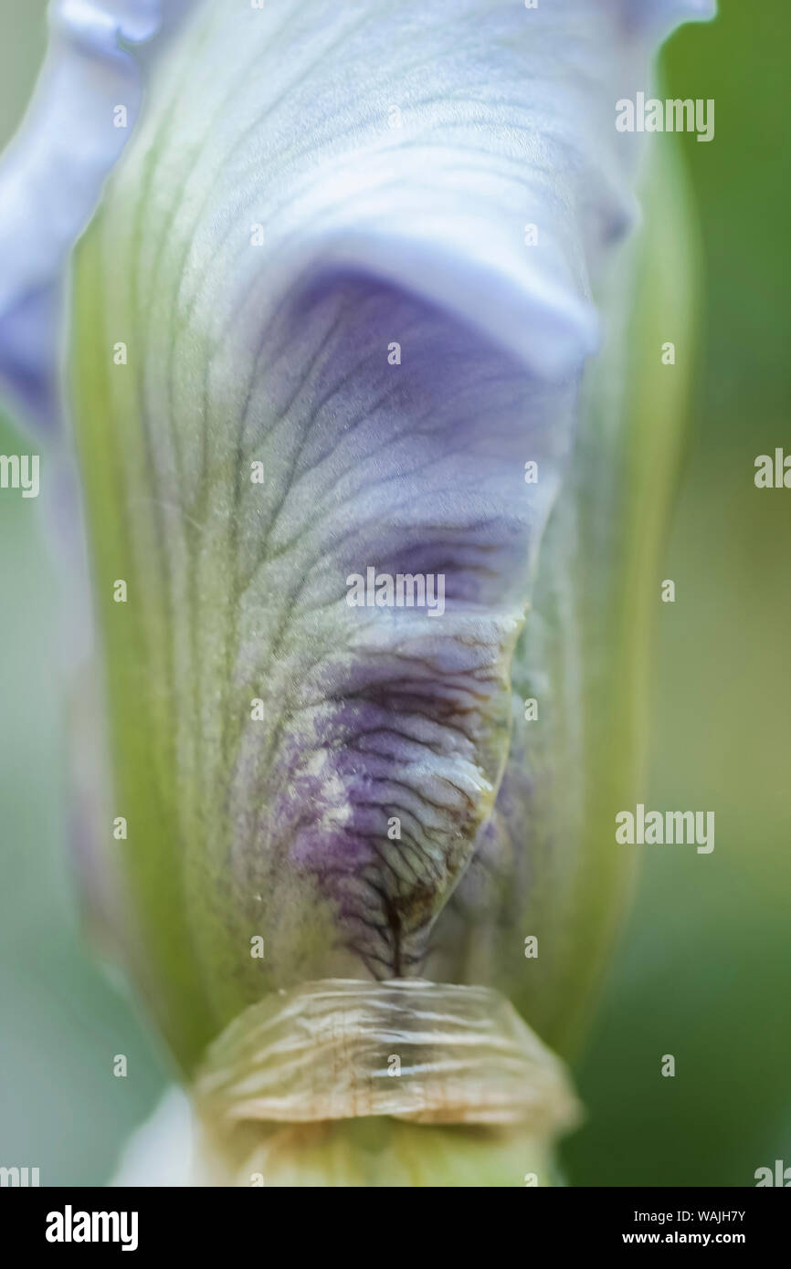 Lavender bearded iris hi-res stock photography and images - Alamy