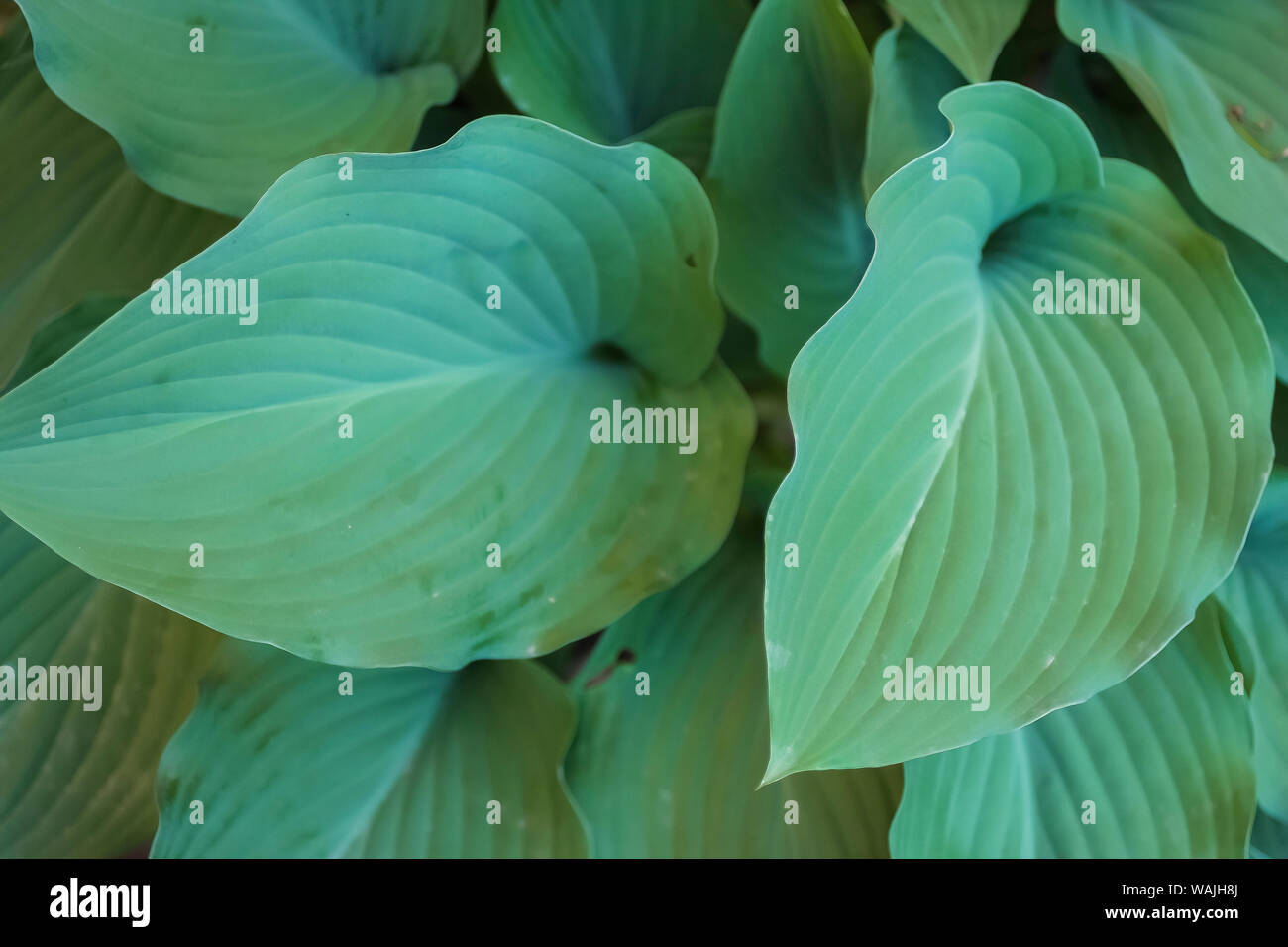 Hosta texture hi-res stock photography and images - Alamy
