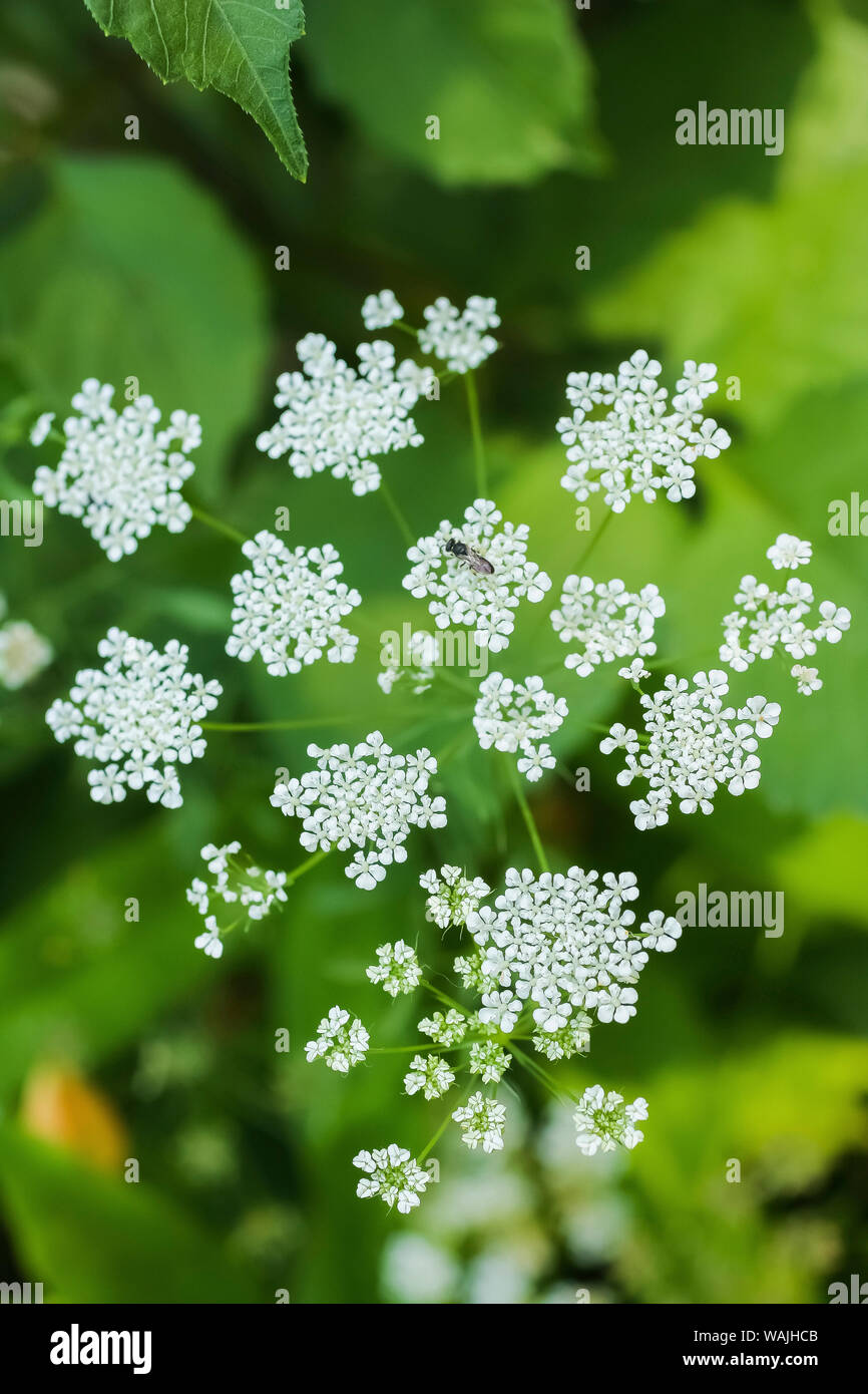 Queen Anne's lace flower Stock Photo - Alamy