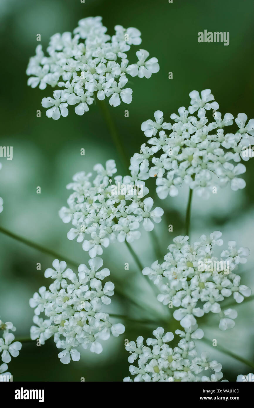 Queen Anne's lace flower Stock Photo - Alamy