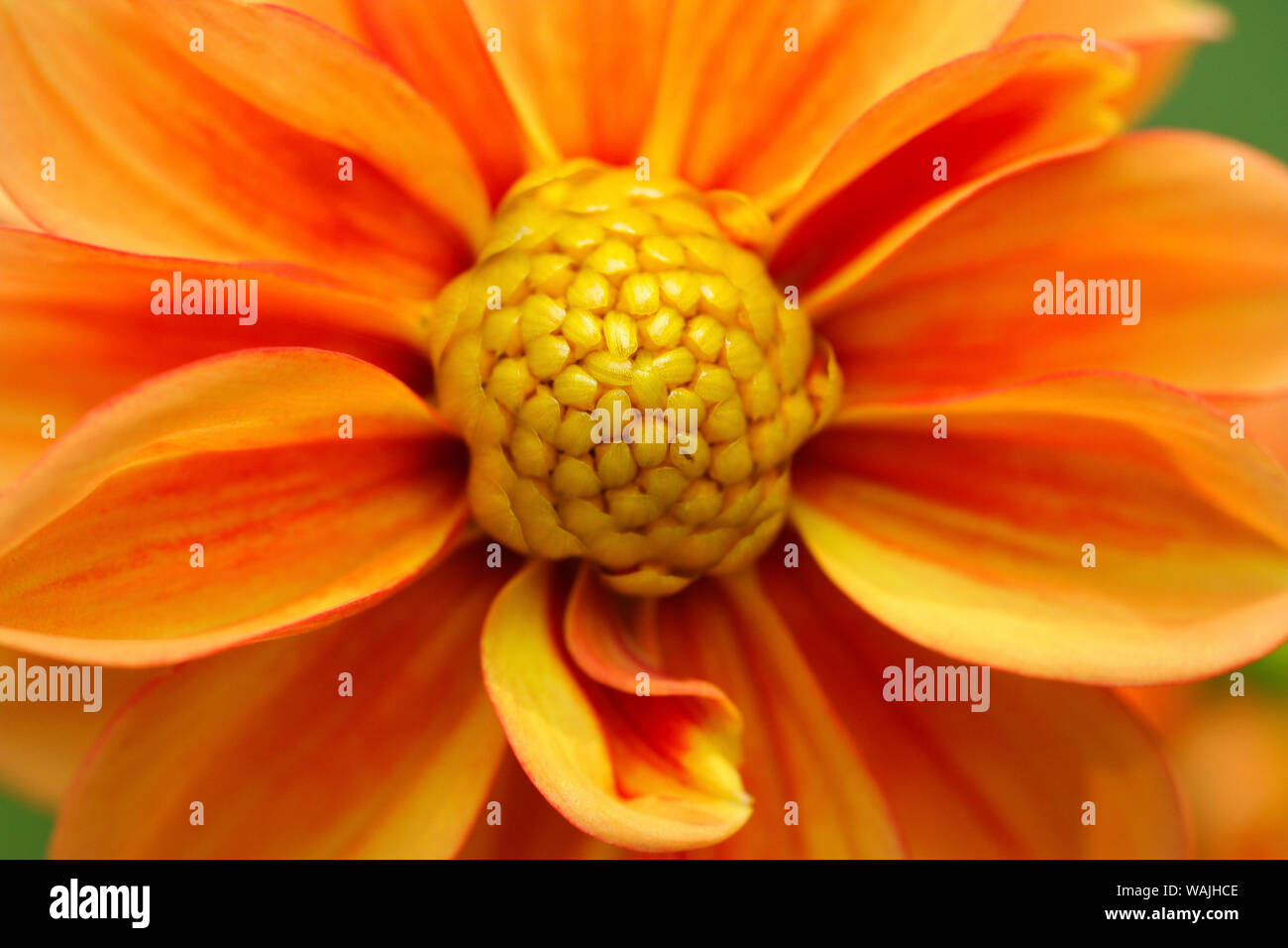 Orange Dahlia bloom Stock Photo - Alamy