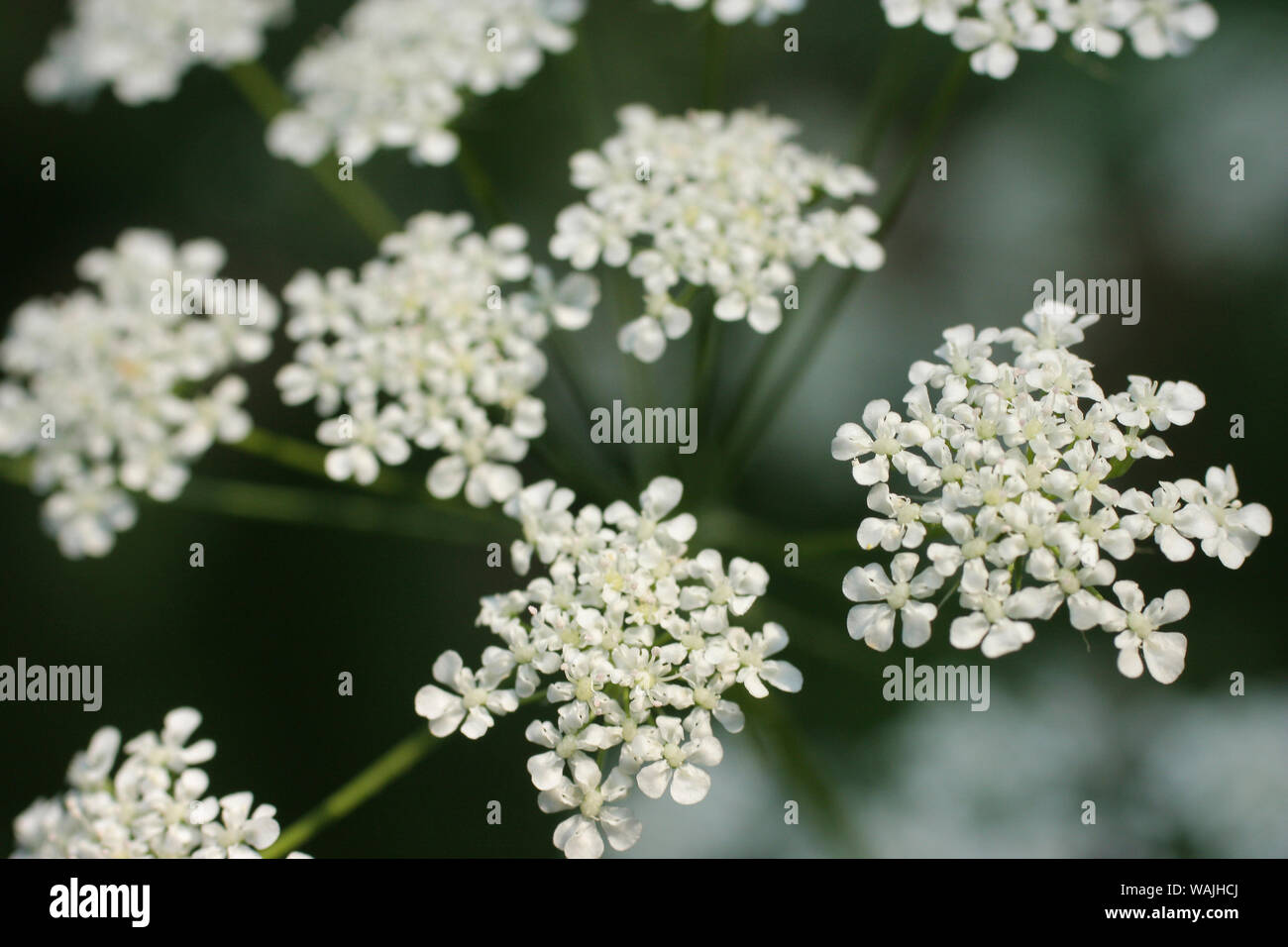 Anna lace hi-res stock photography and images - Alamy