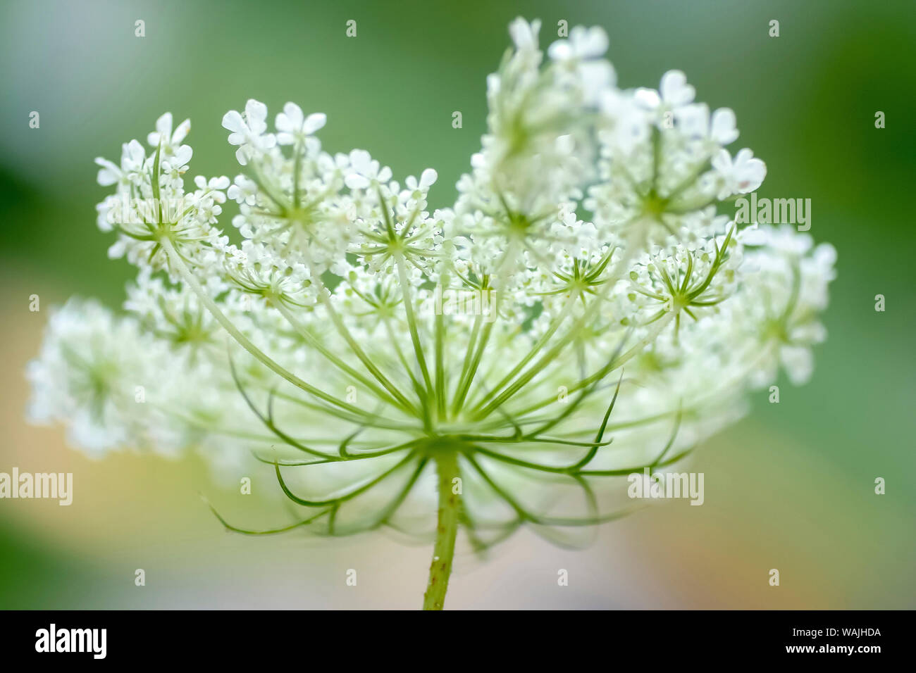 Queen Anne's lace flower Stock Photo - Alamy