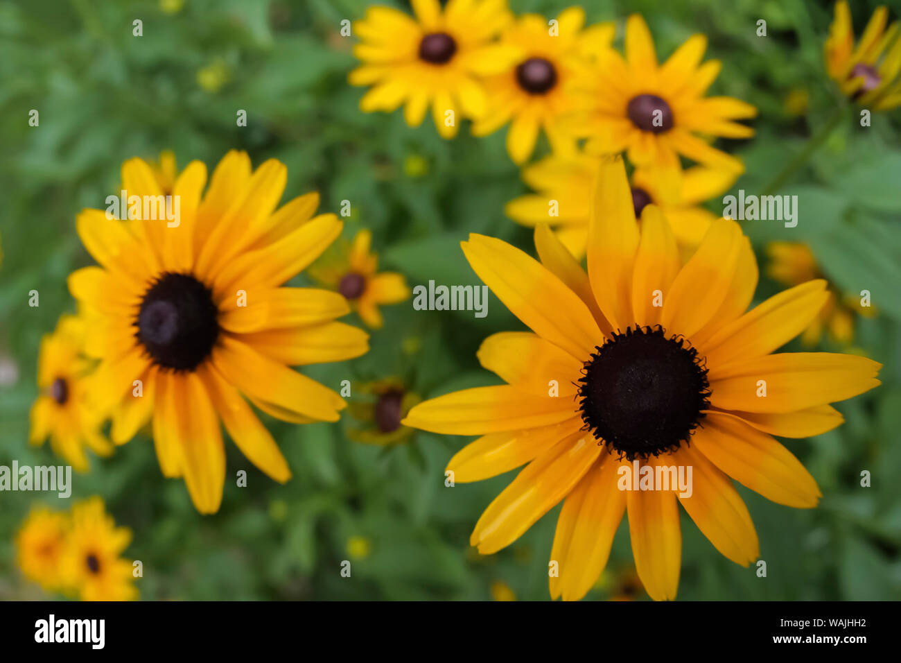 Black eyed susan bloom hi-res stock photography and images - Alamy