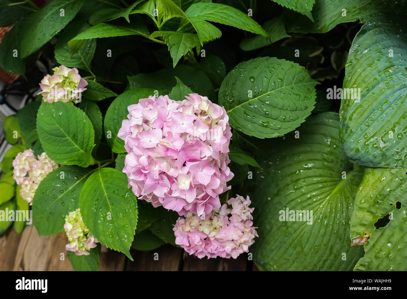 Backyard blooms hi-res stock photography and images - Alamy